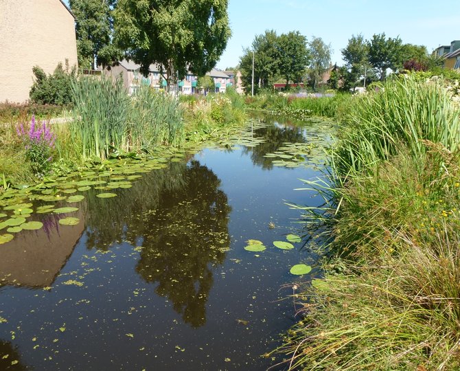 Visstand en vismigratie - Hoogheemraadschap van Rijnland